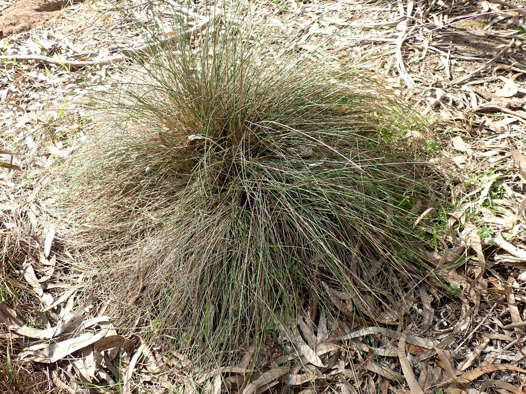 common tussock grass from Watson Creek VIC 3912, Australia on August 14 ...