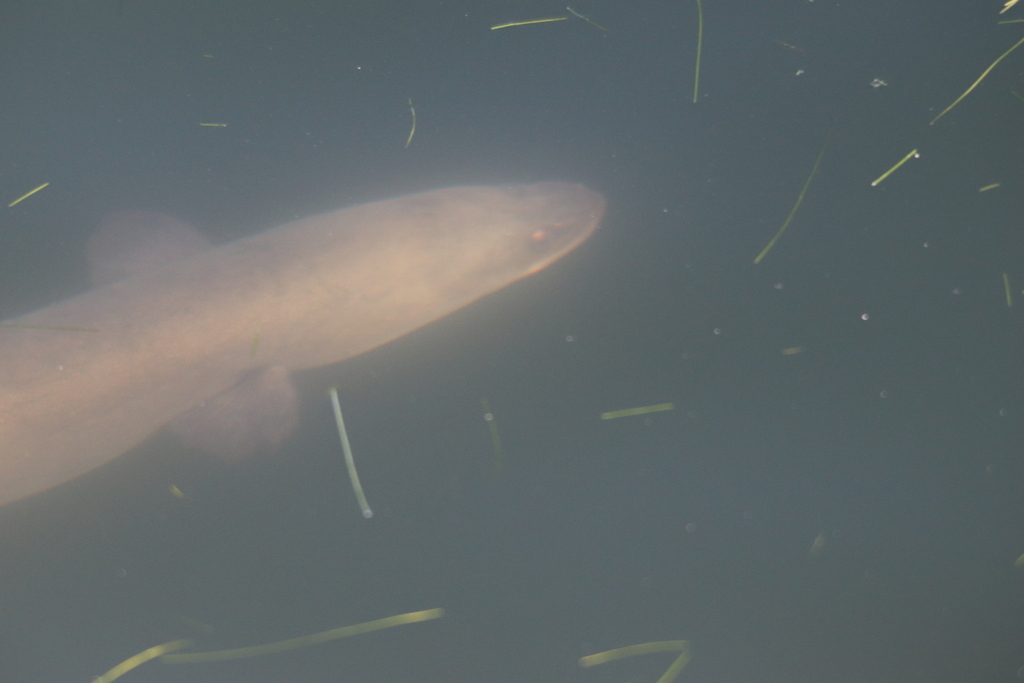 Short-finned Eel from Wattle Downs, Auckland, New Zealand on August 11 ...