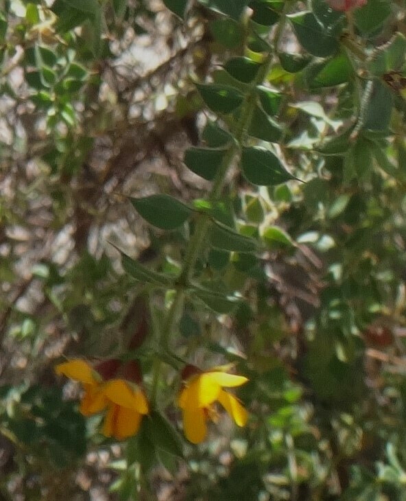 spiny bush-pea from Isla QLD 4719, Australia on July 29, 2024 at 01:12 ...