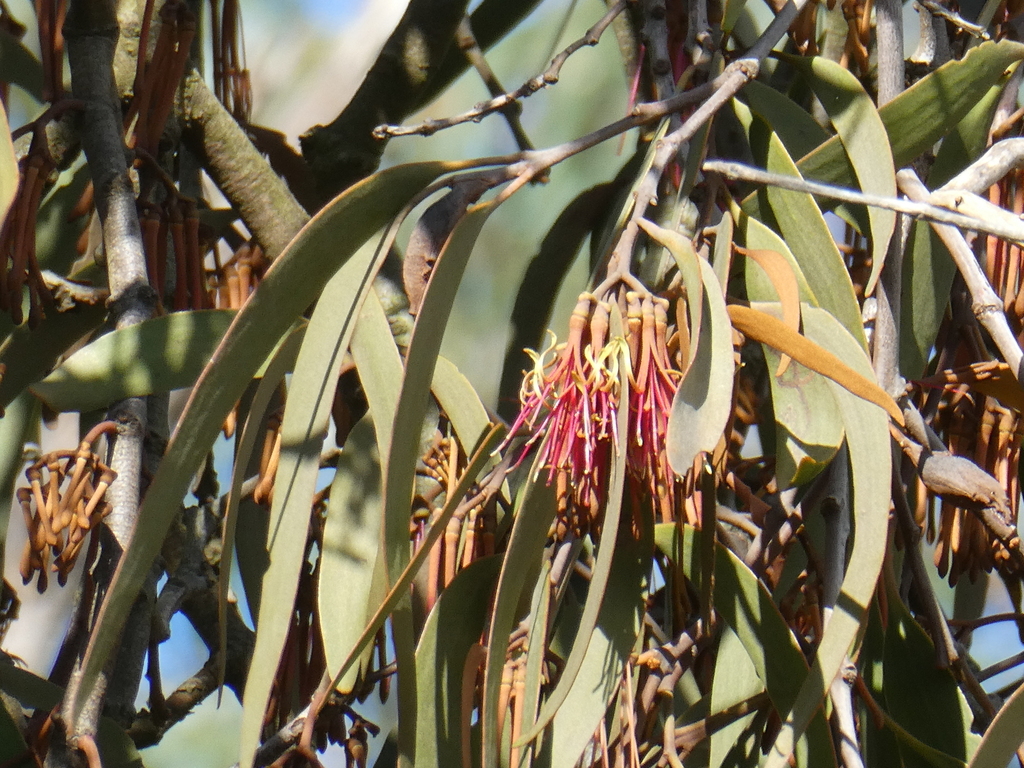 drooping mistletoe from Watson Creek VIC 3912, Australia on August 14 ...