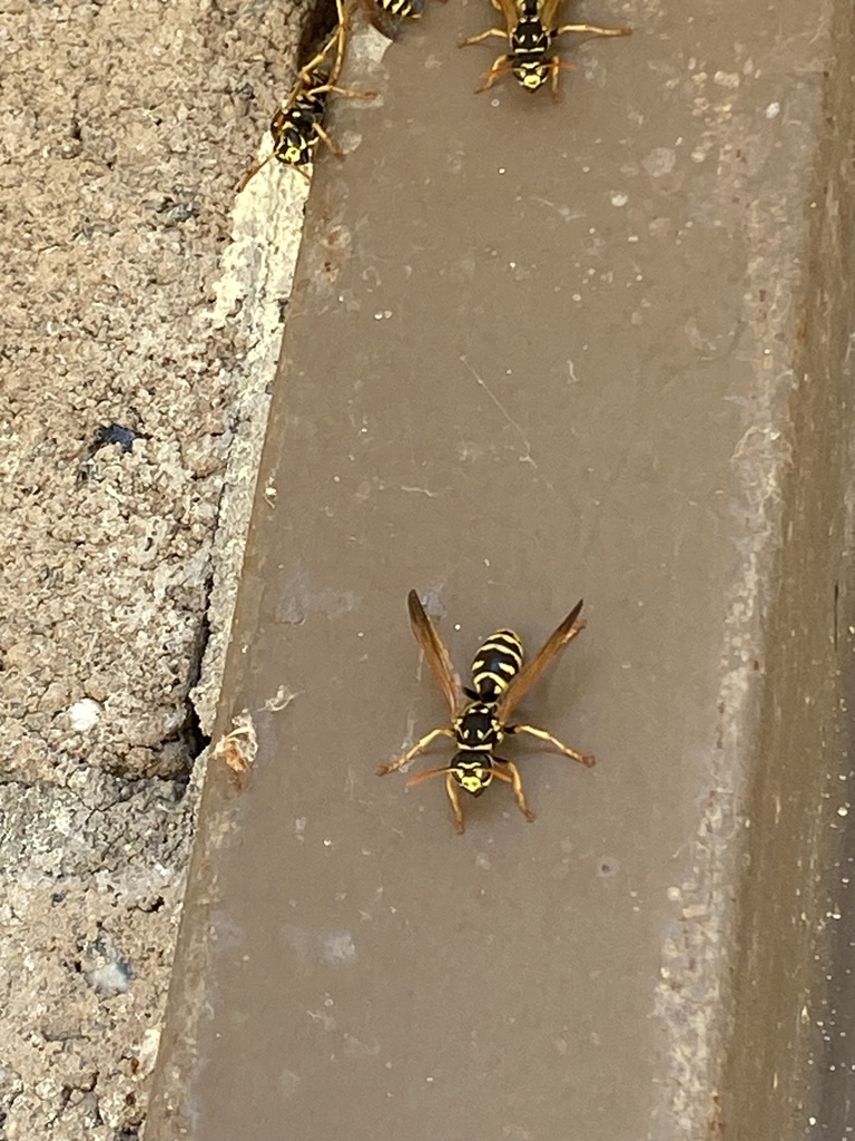 European Paper Wasp from Gray Lodge Wildlife Area, Gridley, CA, US on ...