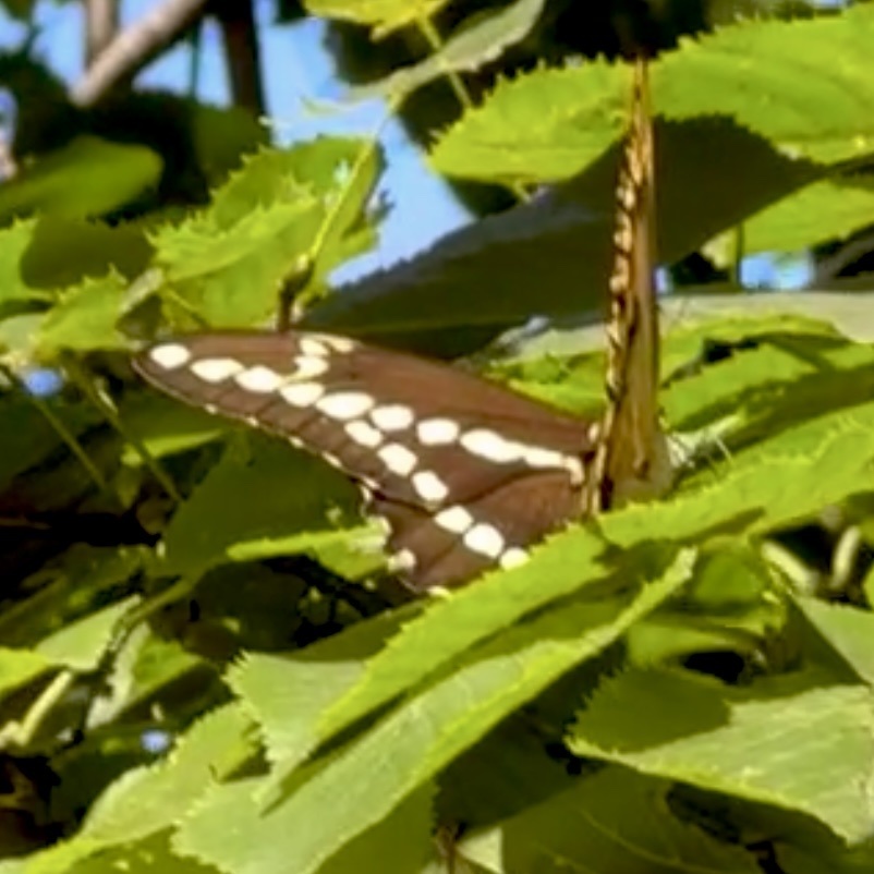 Eastern Giant Swallowtail from Lyndale Park Rose Garden, Minneapolis ...
