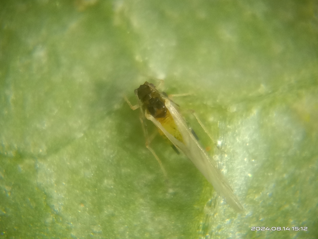 Aphidinae from Kaohsiung, TW-KH, TW on August 14, 2024 at 03:12 PM by ...
