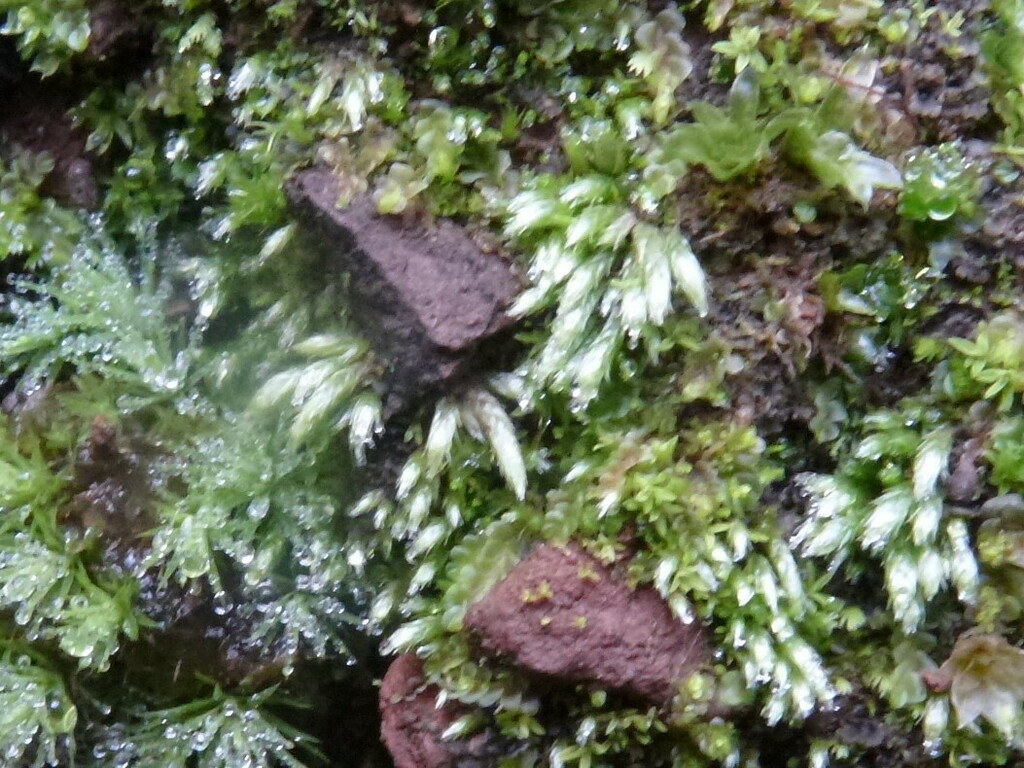 Silvergreen Bryum Moss from Randell Reserve, Mitcham, SA, Australia on ...