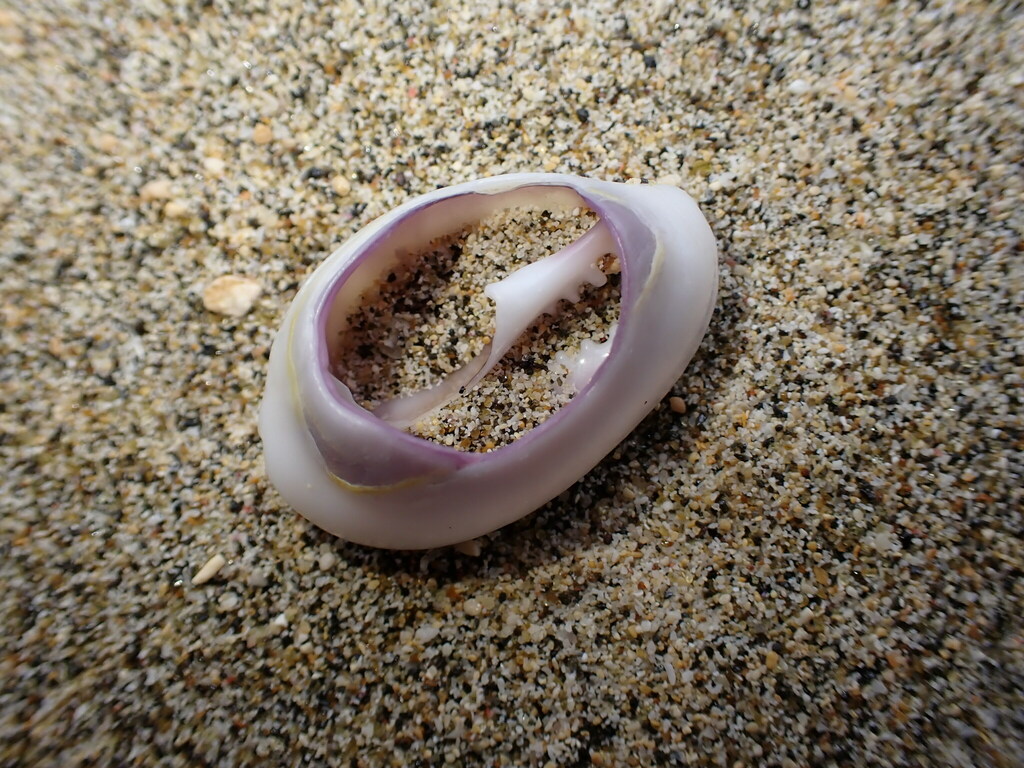 Gold Ring Cowry from Lord Howe Island on August 14, 2024 at 03:10 PM by ...