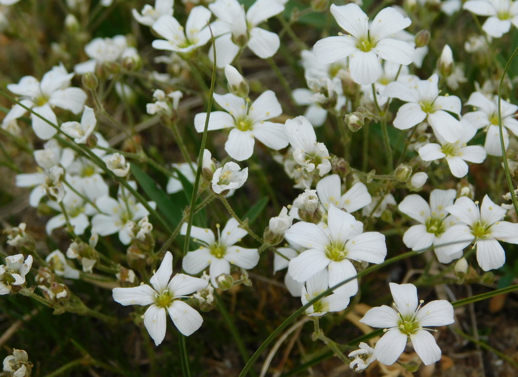 (Eremogone meyeri) - Botanical Realm