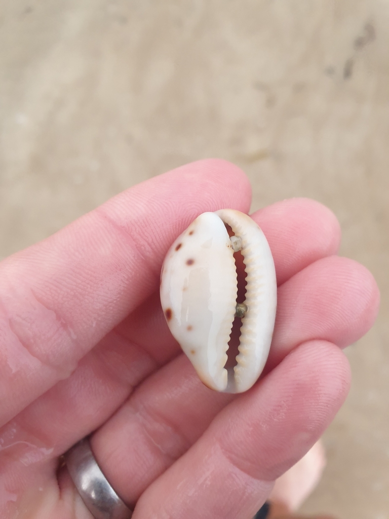 yellow-toothed cowrie from Sawtell NSW 2452, Australia on August 14 ...