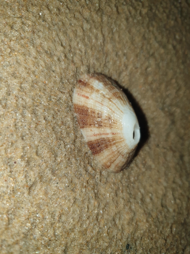 Diodora lineata from Sawtell NSW 2452, Australia on August 14, 2024 at ...