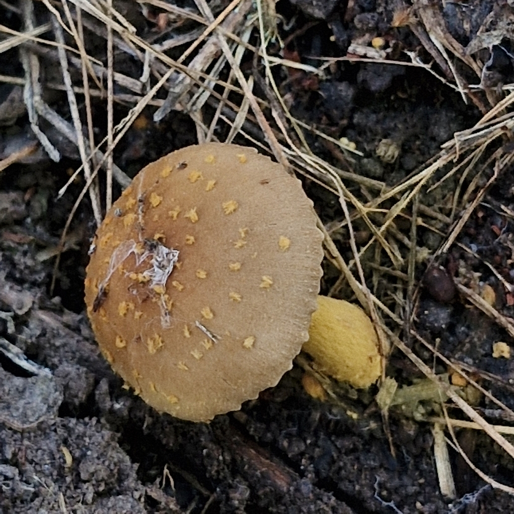 Descolea recedens from Cranbourne VIC 3977, Australia on August 10 ...