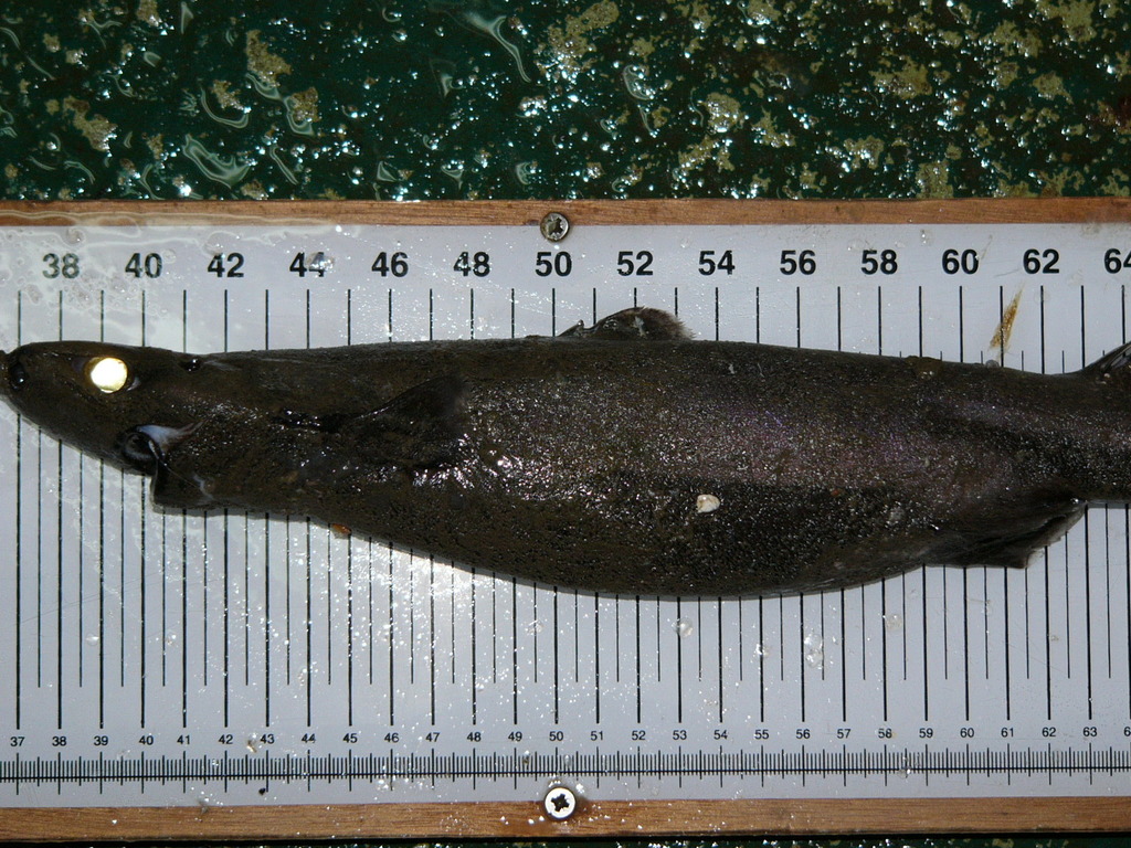 Velvet Belly Lantern Shark (Etmopterus spinax) - Marine Life Identification