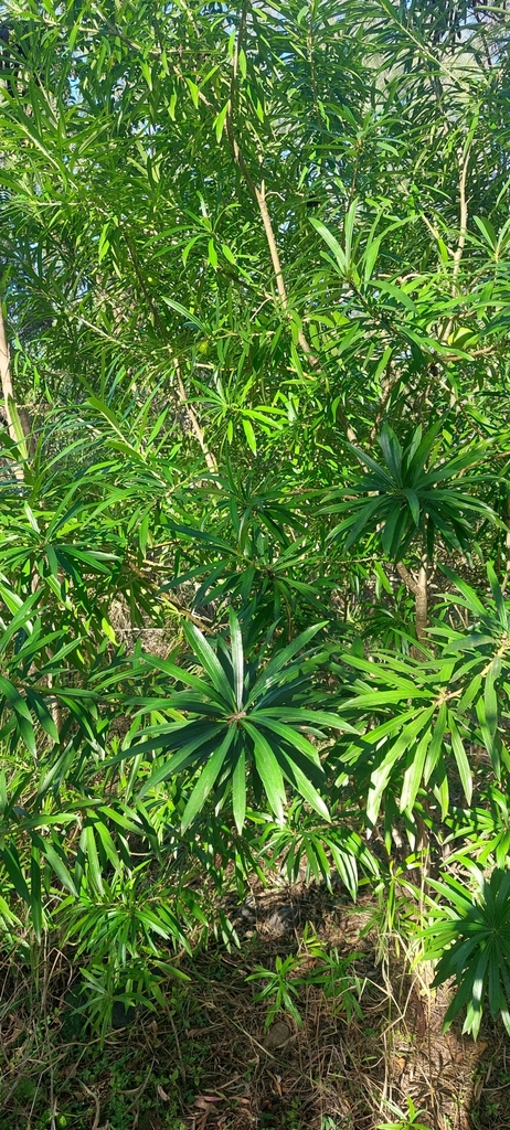 Be-still tree from Bouldercombe QLD 4702, Australia on July 15, 2024 at ...