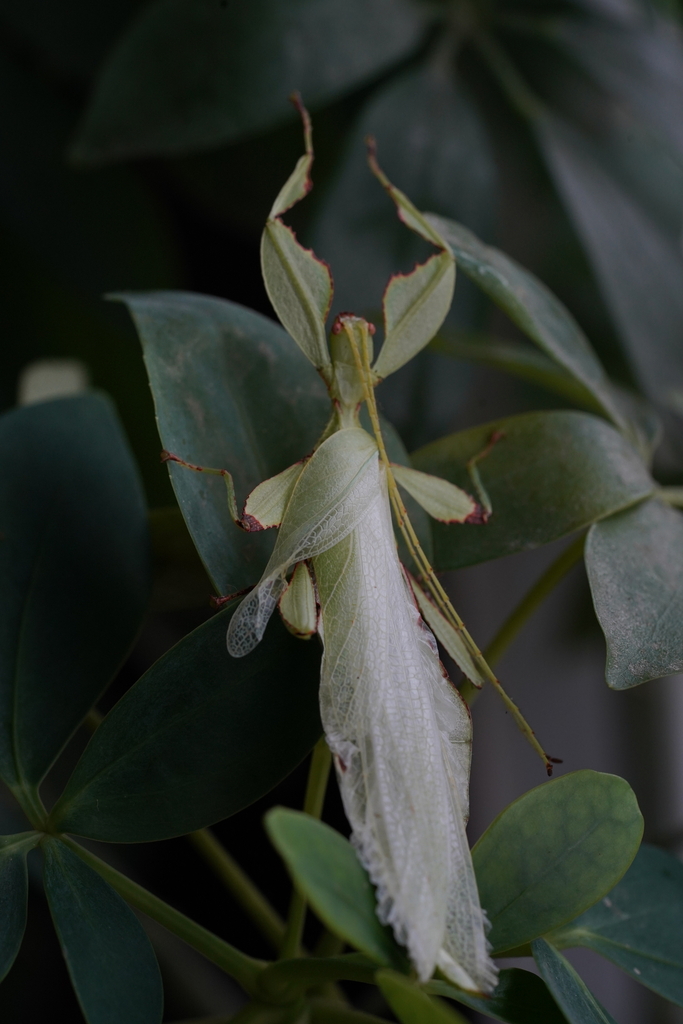 Cryptophyllium from 中国贵州省黔东南苗族侗族自治州雷山县 on August 10, 2024 at 12:30 PM ...