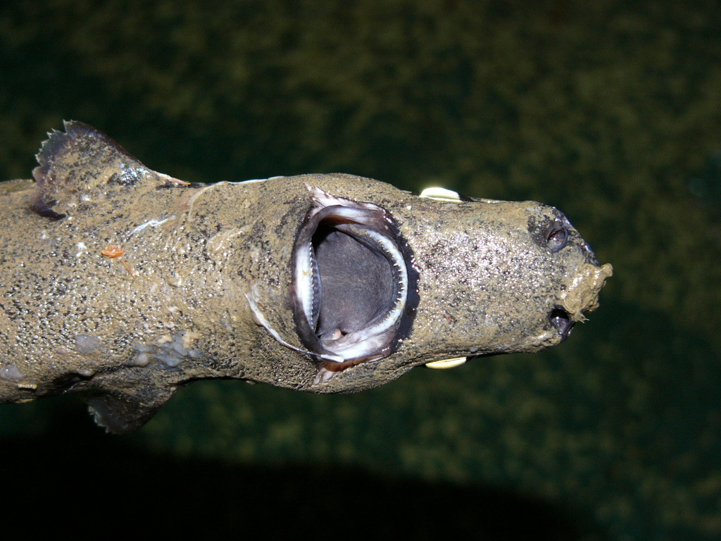 Lantern Sharks (Etmopterus) - Marine Life Identification