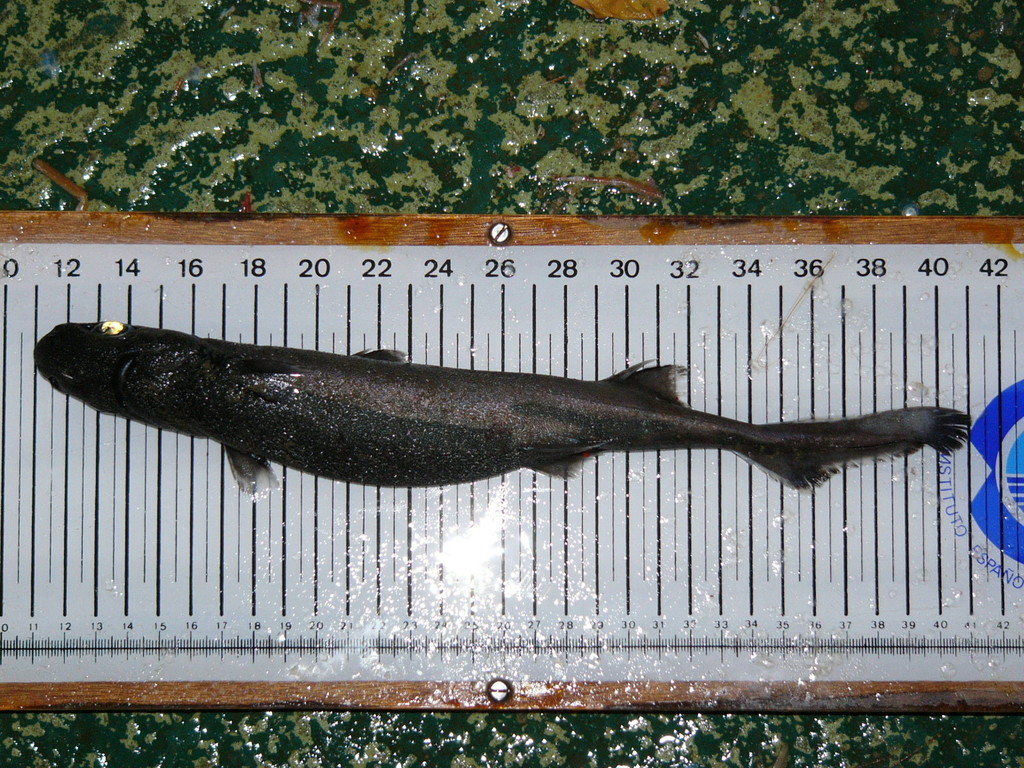 Velvet Belly Lantern Shark (Etmopterus spinax) - Marine Life Identification