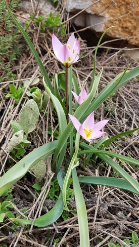 Variety Tulipa humilis aucheriana · iNaturalist