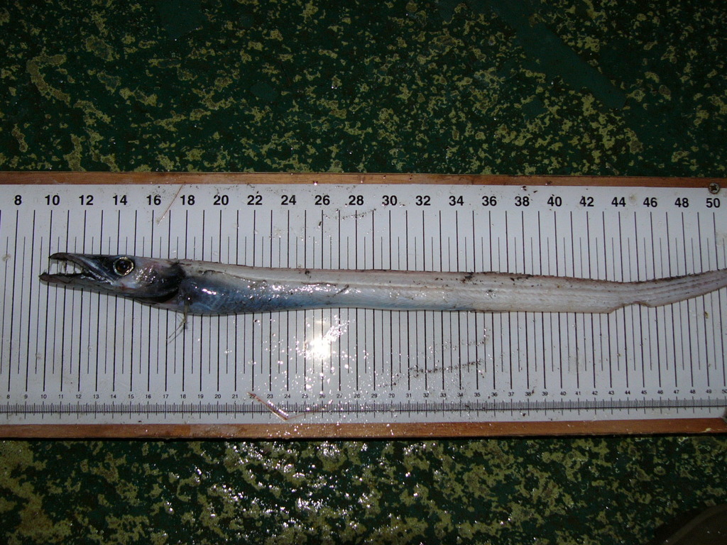 Black Scabbardfish (Aphanopus carbo) - Marine Life Identification
