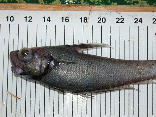 Common Atlantic Grenadier (Nezumia aequalis)