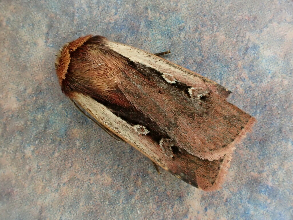 Flame Shoulder Moth from 8 Millcroft Road, Woolton, Liverpool ...