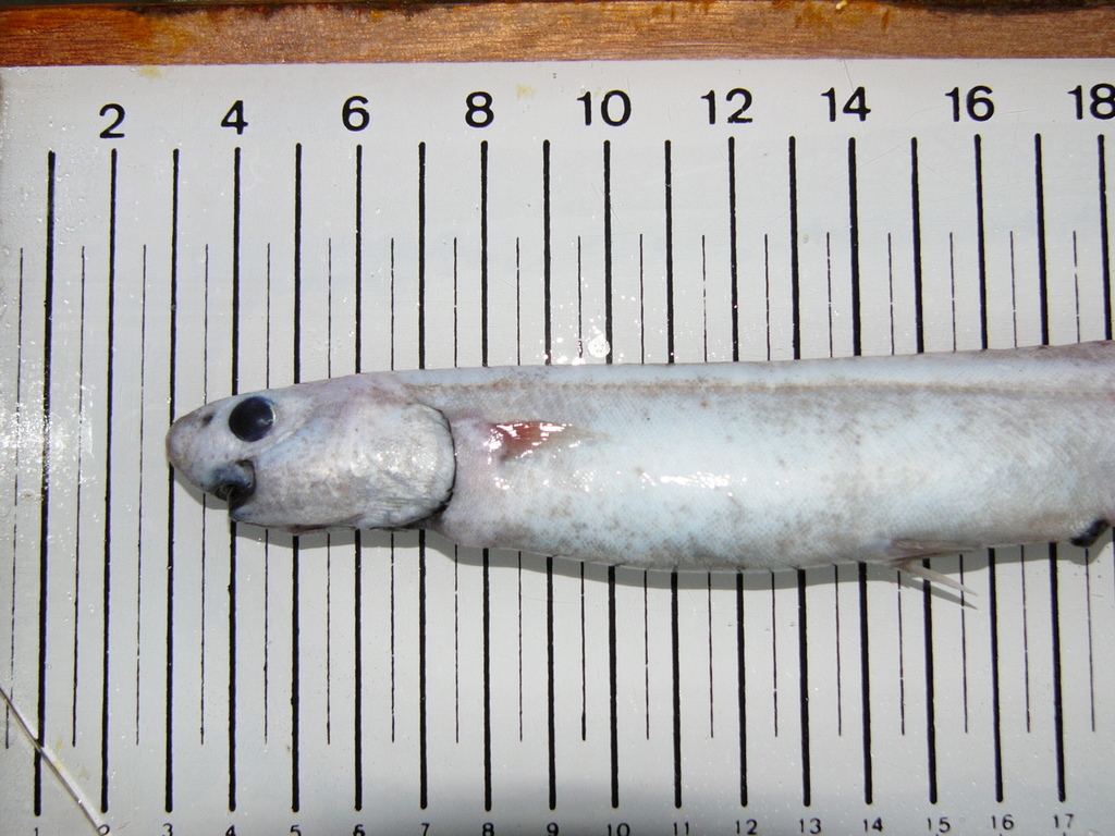 Halosaurs and Deep-sea Spiny Eels (Notacanthiformes) - Marine Life ...