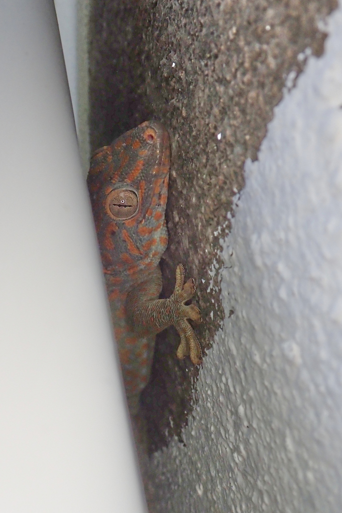 Tokay Gecko from Virgen, Anda, Bohol, Philippines on July 20, 2024 at ...