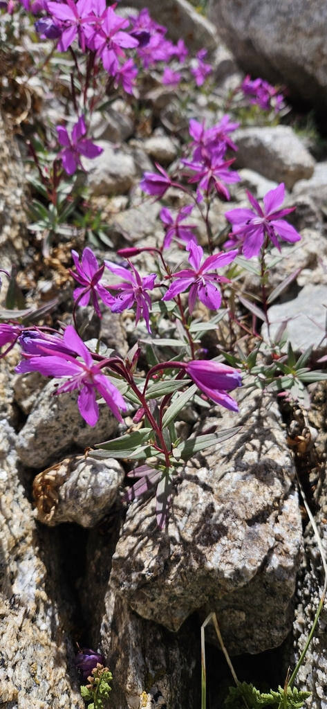 fireweeds from 194101 on August 12, 2024 at 10:44 AM by Chen Yu Chi · iNaturalist