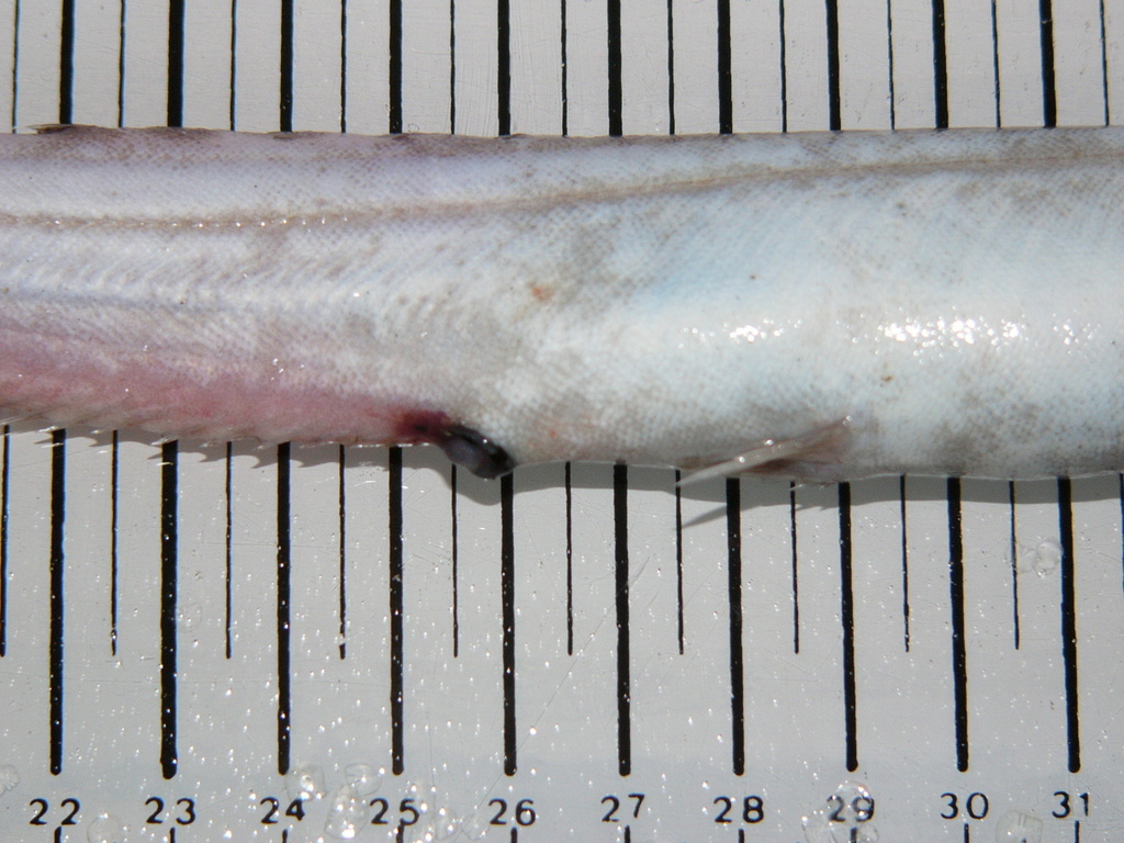 Halosaurs and Deep-sea Spiny Eels (Notacanthiformes) - Marine Life ...