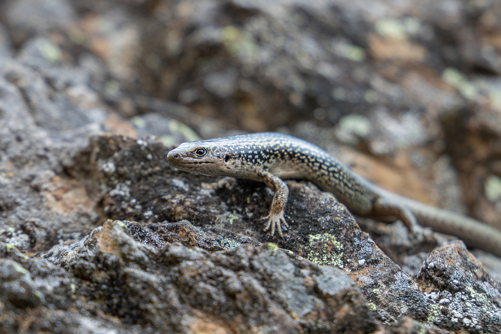 Canterbury Spotted Skink in April 2024 by Samuel Amaris. With ...