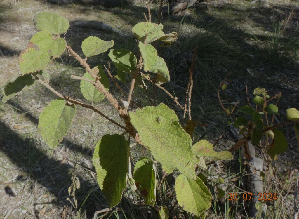 Dog's Balls from Broadmere QLD 4420, Australia on July 30, 2024 at 02: ...