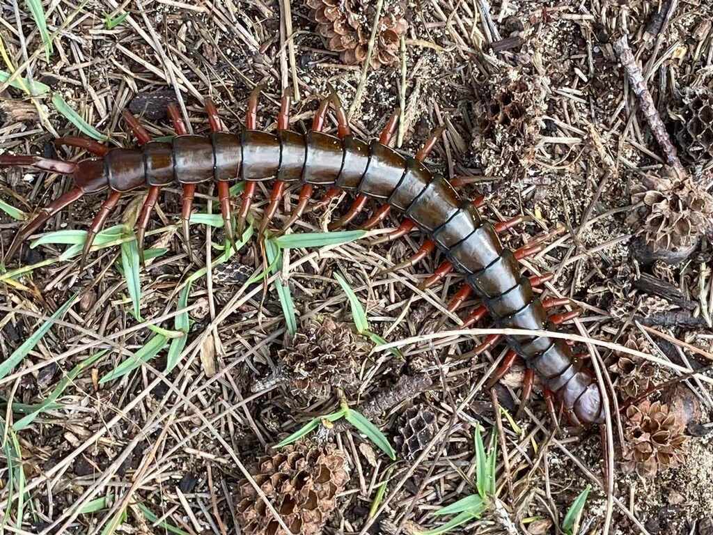 Pacific Giant Centipede from Tibungco, Bunawan, Davao City, Davao del ...