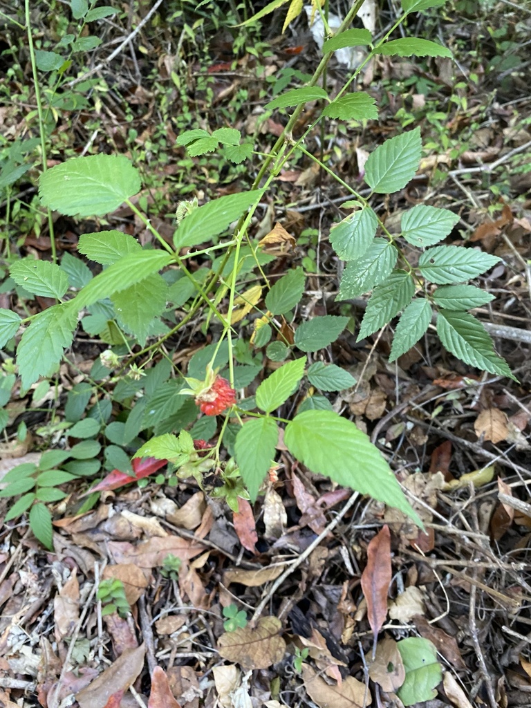 Atherton Raspberry from Coolibah Ct, Mooloolah Valley, QLD, AU on ...