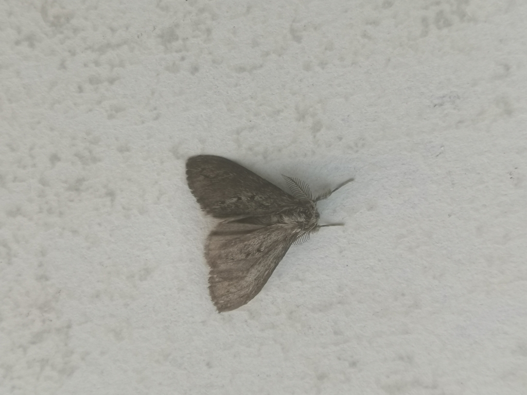 Parocneria furva from 山东省威海市荣成市埠柳镇博鑫合作社农副产品电商平台 on August 14, 2024 at ...