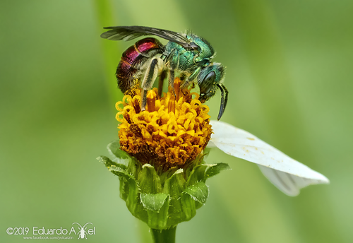 Augochloropsis ignita · iNaturalist