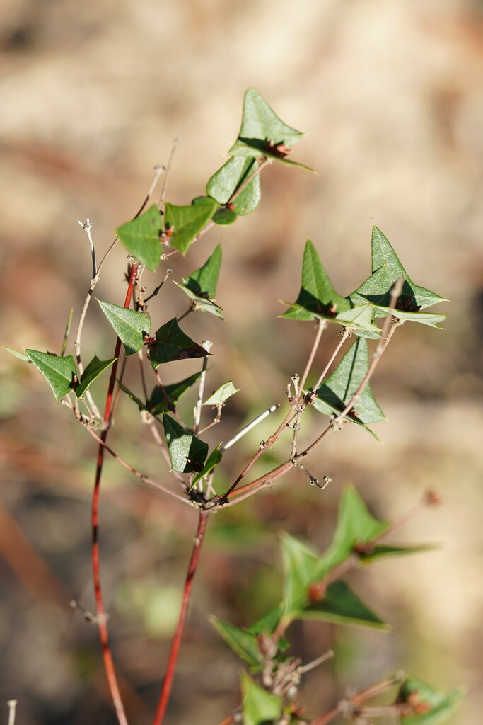 Common Flat-pea from Steiglitz VIC 3331, Australia on August 10, 2024 ...