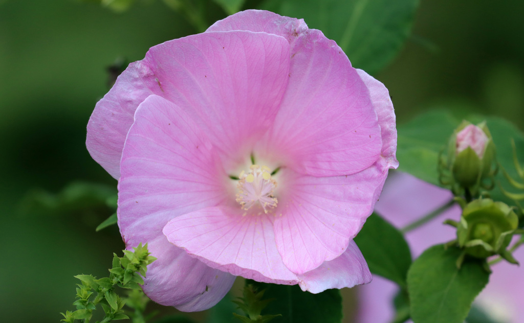 swamp rose mallow from Shirley, NY, USA on August 14, 2024 at 04:45 PM ...