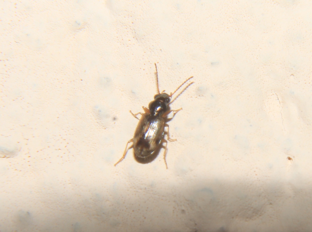 Bembidion from 33130 Pedro Meoqui, Chih., México on August 13, 2024 at ...