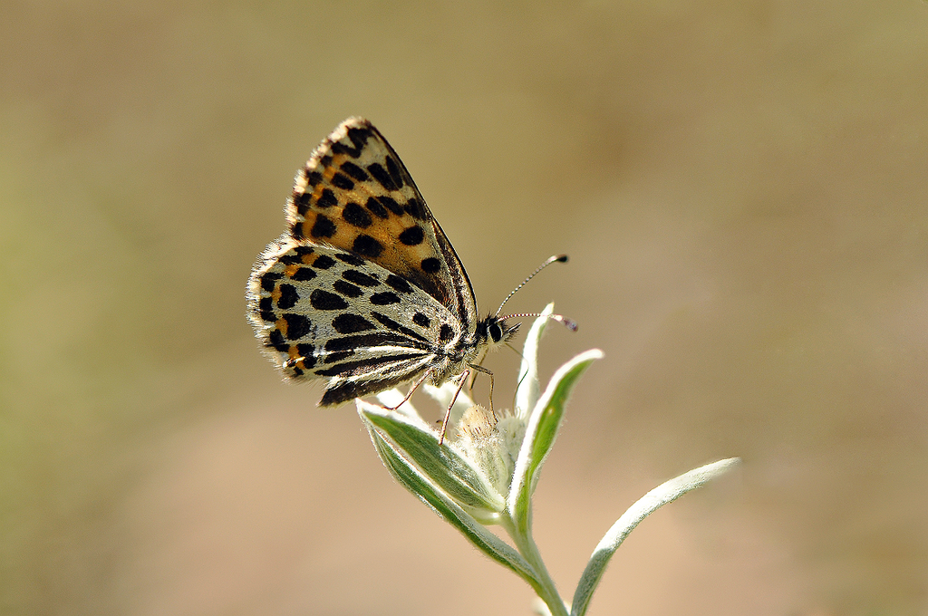 Polycaena kansuensis from 中国甘肃省甘南藏族自治州夏河县 on August 6, 2024 at 06:52 PM ...