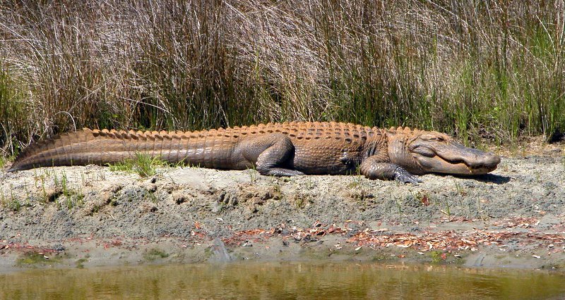 American Alligator from Charleston County, SC, USA on April 10, 2007 by ...