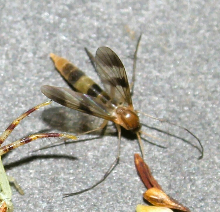 Ditomyiidae from Mountain Top, PA 18707, USA on August 13, 2024 at 07: ...