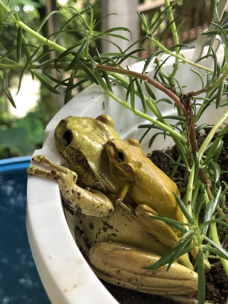 Hispaniolan Common Tree Frog from La Española, Baní, Peravia, DO on ...