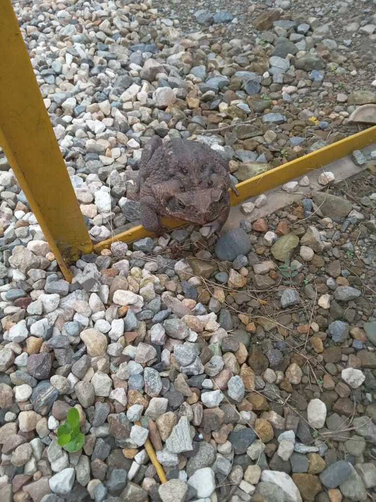Cane Toad from PaloBajito, Yopal, Casanare, Colombia on August 14, 2024 ...