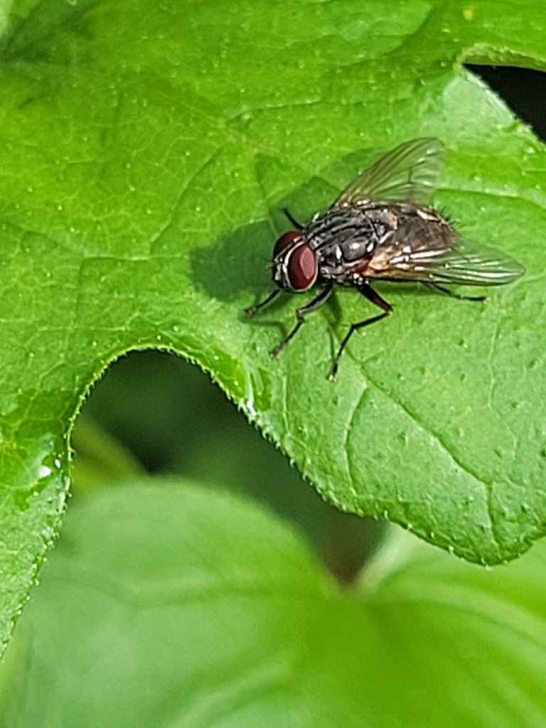 False Stable Fly from Innenstadt I, Deutschland on August 14, 2024 at ...