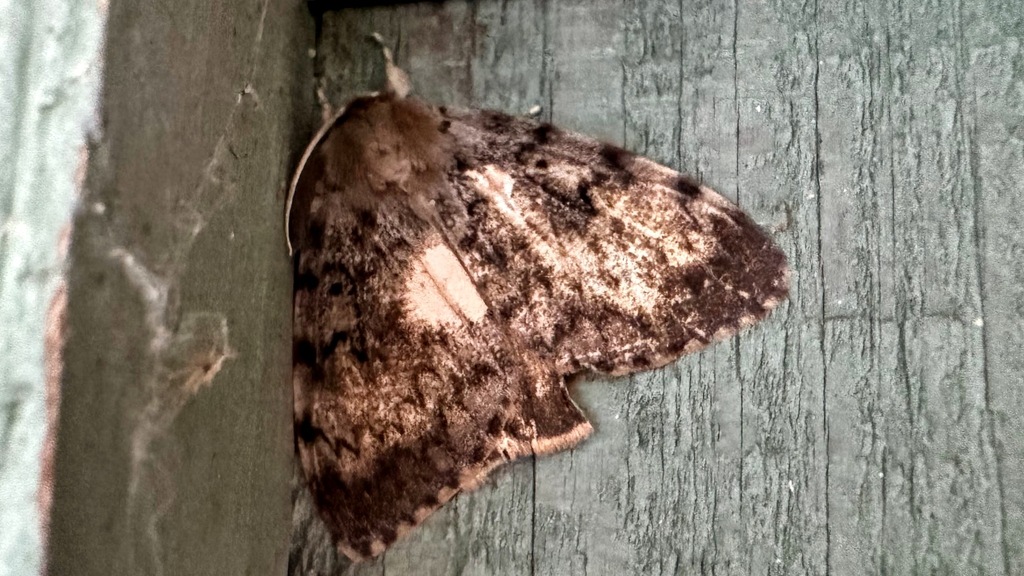 Spongy Moth from Lake County, MN, USA on August 14, 2024 at 06:48 AM by ...