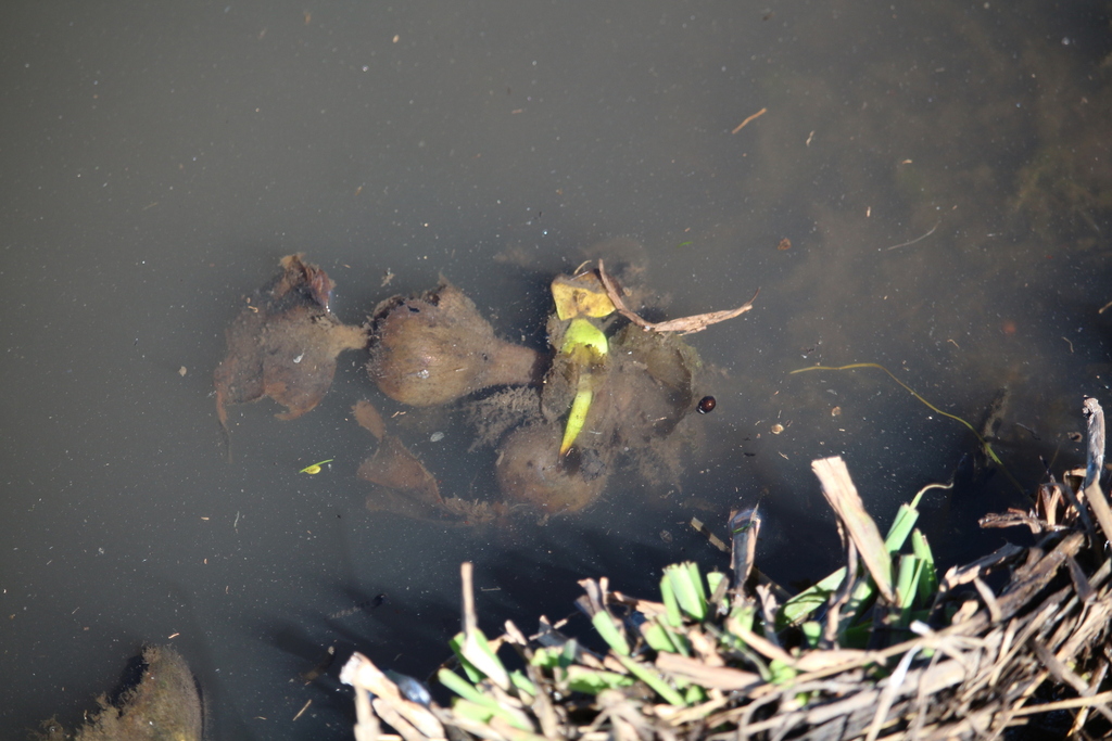 common water hyacinth from Wonderfontein Cave, WFS on August 14, 2024 ...