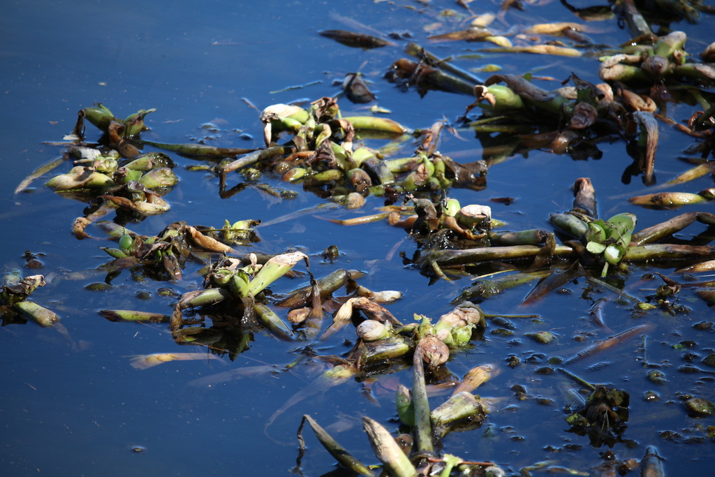 common water hyacinth from Wonderfontein Cave, WFS on August 14, 2024 ...