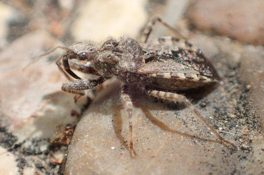 Coranus griseus (Réduves des Hauts-de-France) · iNaturalist