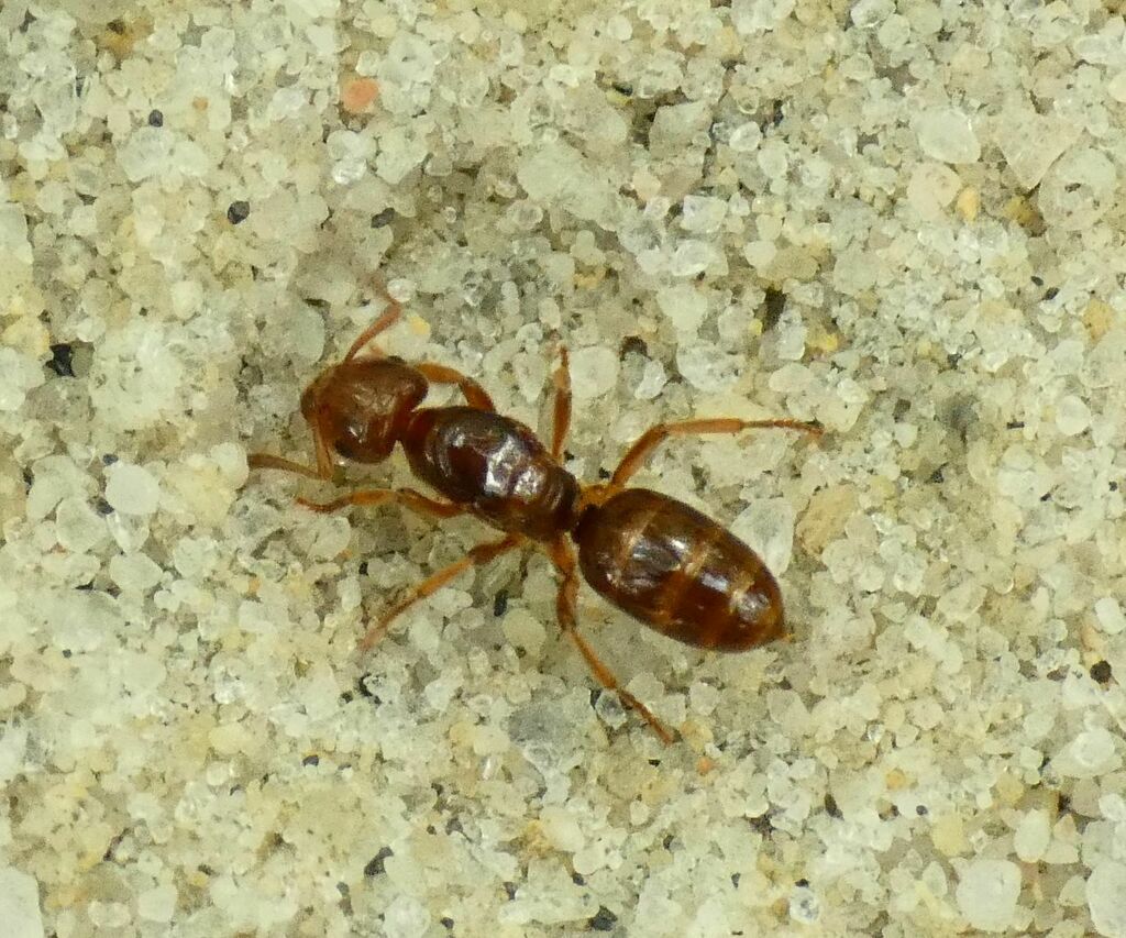 Larger Citronella Ant from Galloway, NJ, USA on August 13, 2024 at 12: ...
