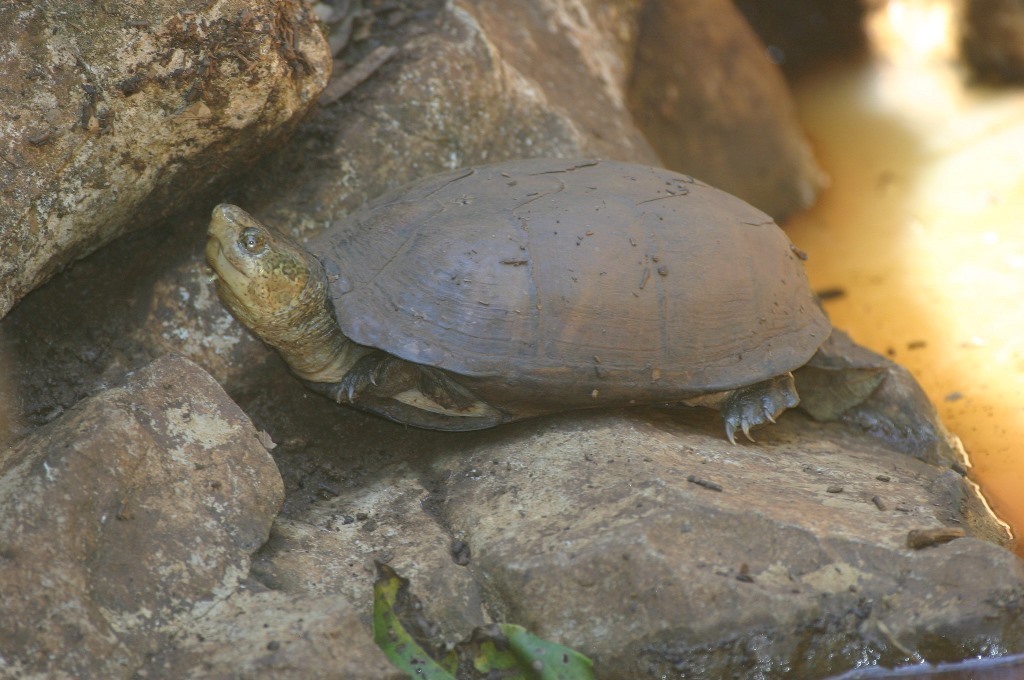 Mexican Mud Turtle from Querétaro, MX on October 26, 2008 by Juan ...