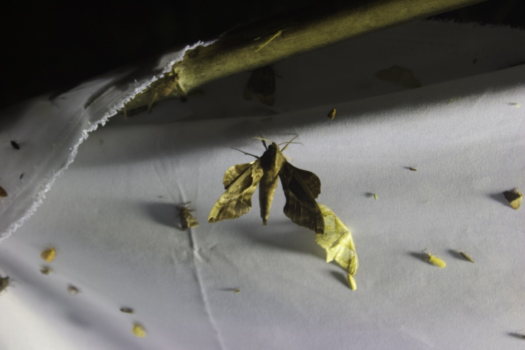 Phyllosphingia dissimilis from 中国安徽省六安市金寨县 on August 12, 2024 at 08:01 ...