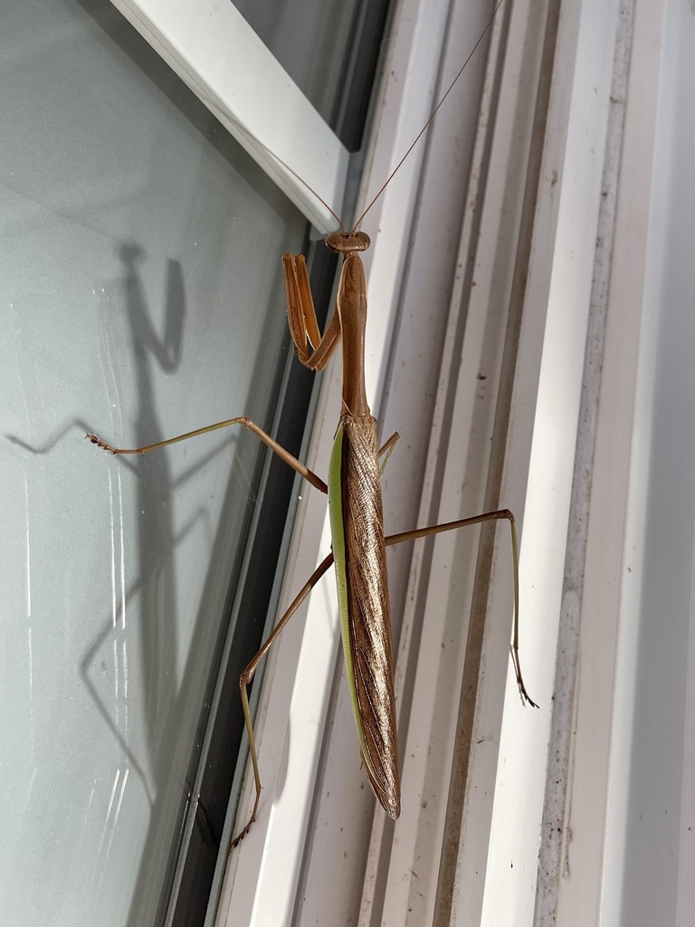 Chinese Mantis from Old Cedar Bluff Rd, Knoxville, TN, US on August 14 ...