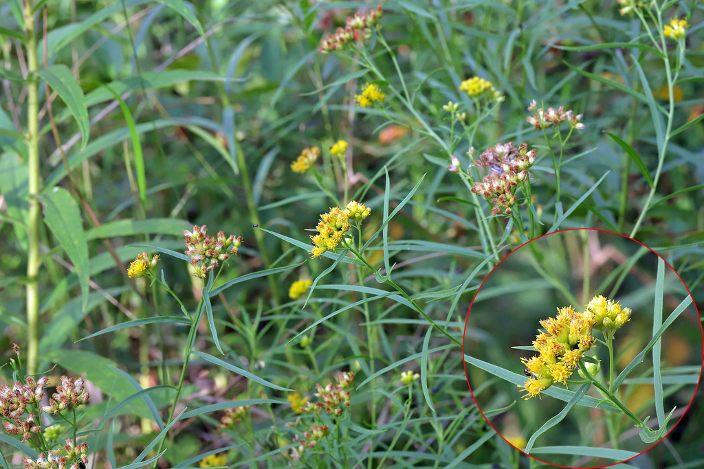 flat-topped goldenrod from Parry Sound, CA-ON, CA on August 12, 2024 at ...
